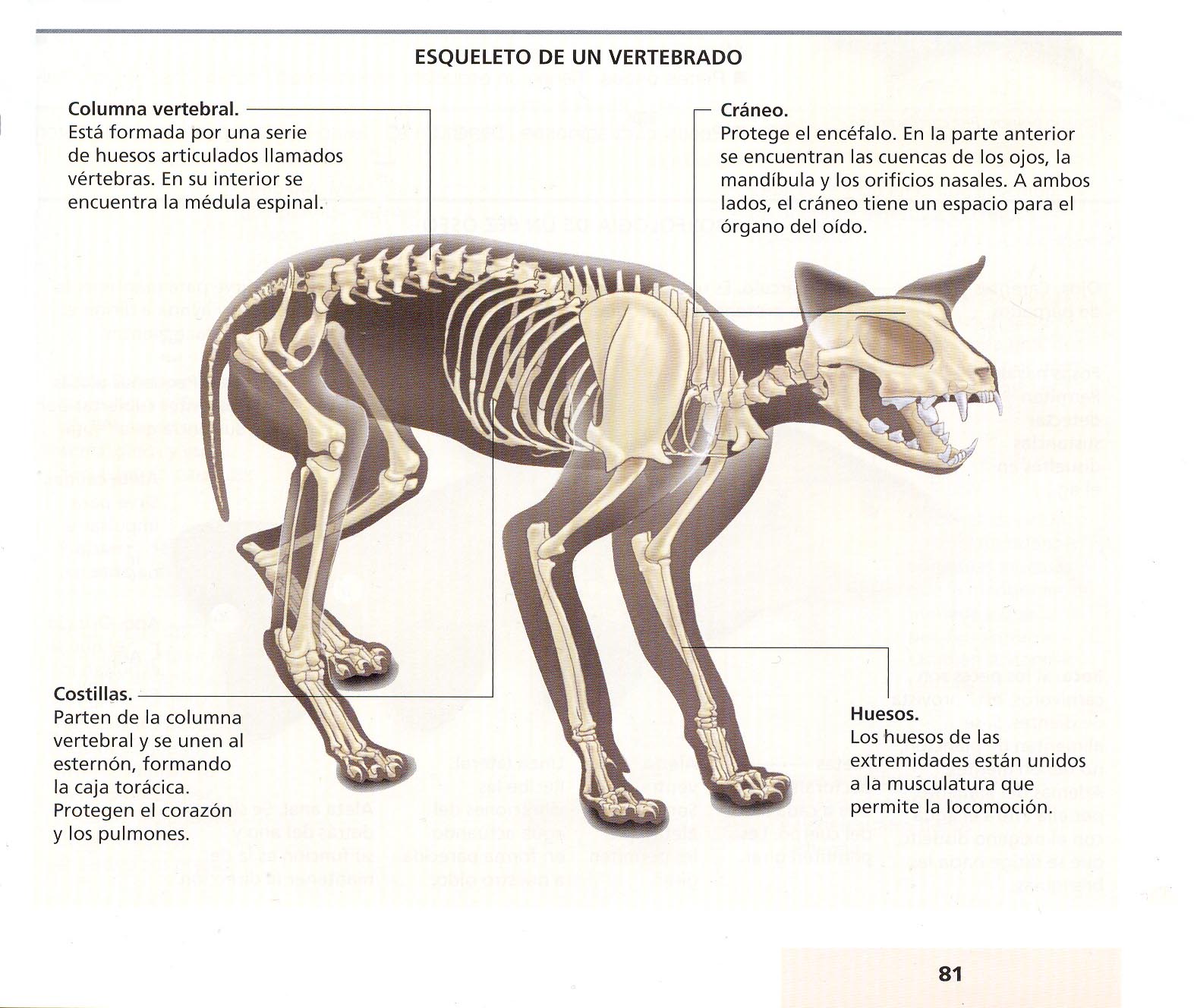 VERTEBRADOS: CARACTERÍSTICAS DE LOS VERTEBRADOS