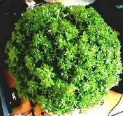 Dicas da Marcinha: O prazer de cultivar suas próprias ervas aromáticas