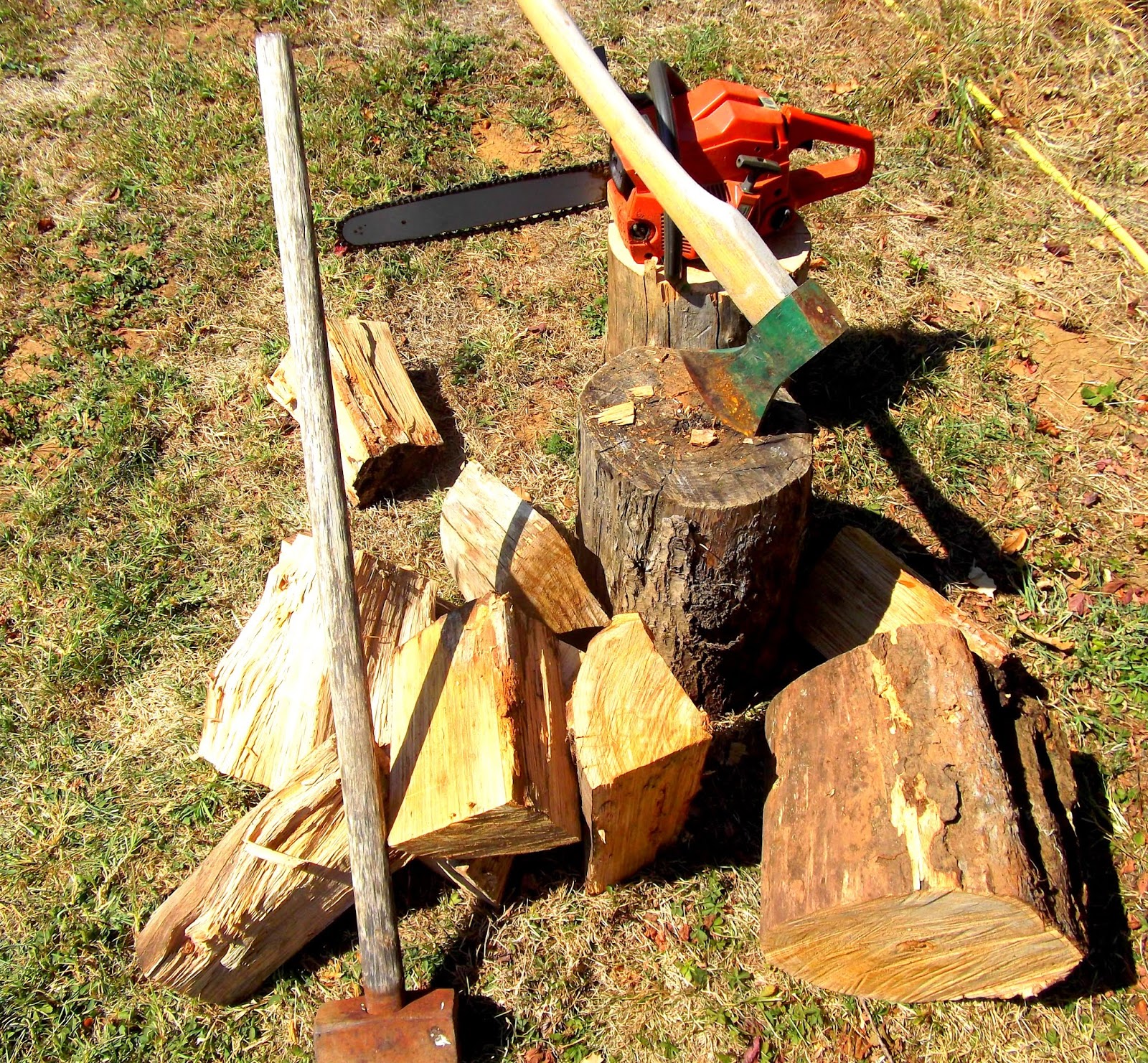 Magnon's Meanderings: Tree trunks.