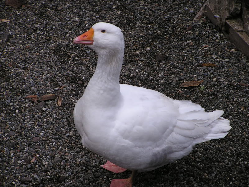 Breed Savers: Sebastopol Geese - The Goose With a Curly "Perm"