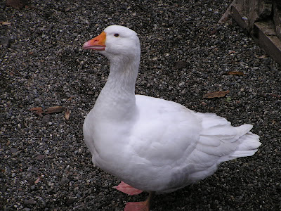 Breed Savers: Sebastopol Geese - The Goose With a Curly "Perm"