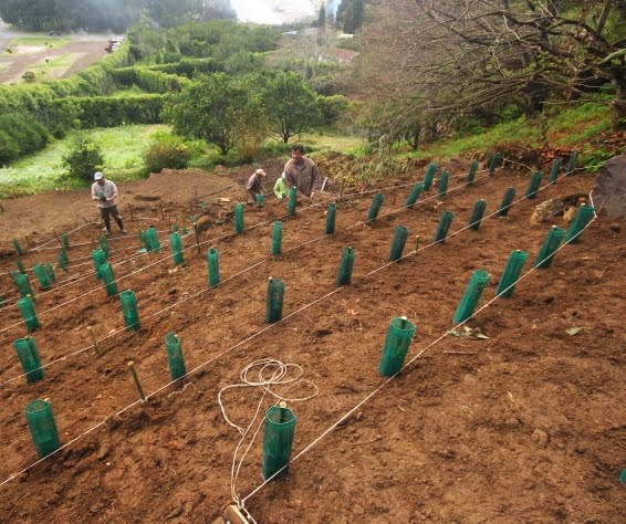 Sustainable Laurel Forest: Azorean Blueberry orchard installed in Furnas