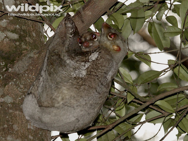 Singapore's Wild Glider - Malayan Colugo