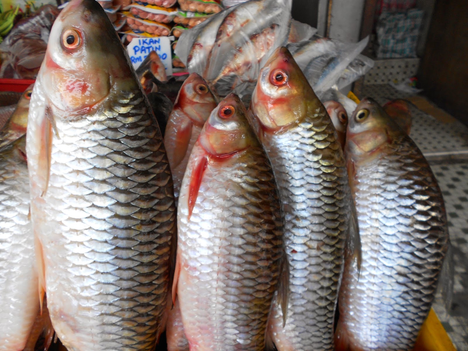 FREELITTLEBRAIN: Empurau - the most expensive fish in Sarawak
