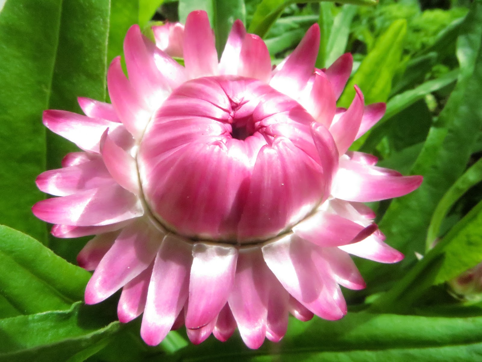 robertguyton: Xerochrysum bracteatum