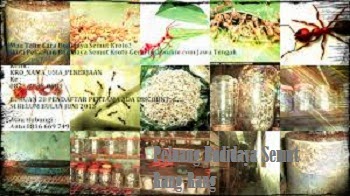Peluang Usaha Budidaya Semut Rangrang Penghasil Kroto | Top Topiks