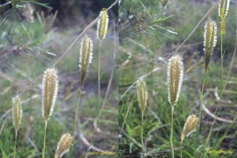 FOTOS DE FLORA NATIVA Y ADVENTICIAS DE URUGUAY : Chloris grandiflora ...