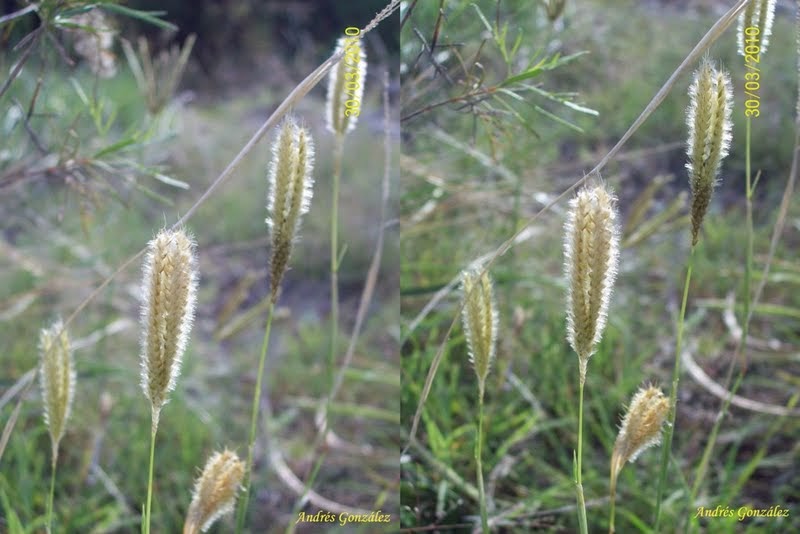 FOTOS DE FLORA NATIVA Y ADVENTICIAS DE URUGUAY : Chloris grandiflora ...