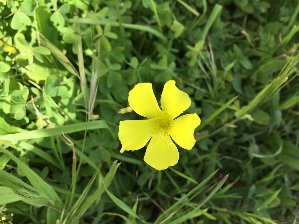 Divagar entre FLORES - ANIMAIS - NATUREZA: Flores Silvestres - Azedas ...