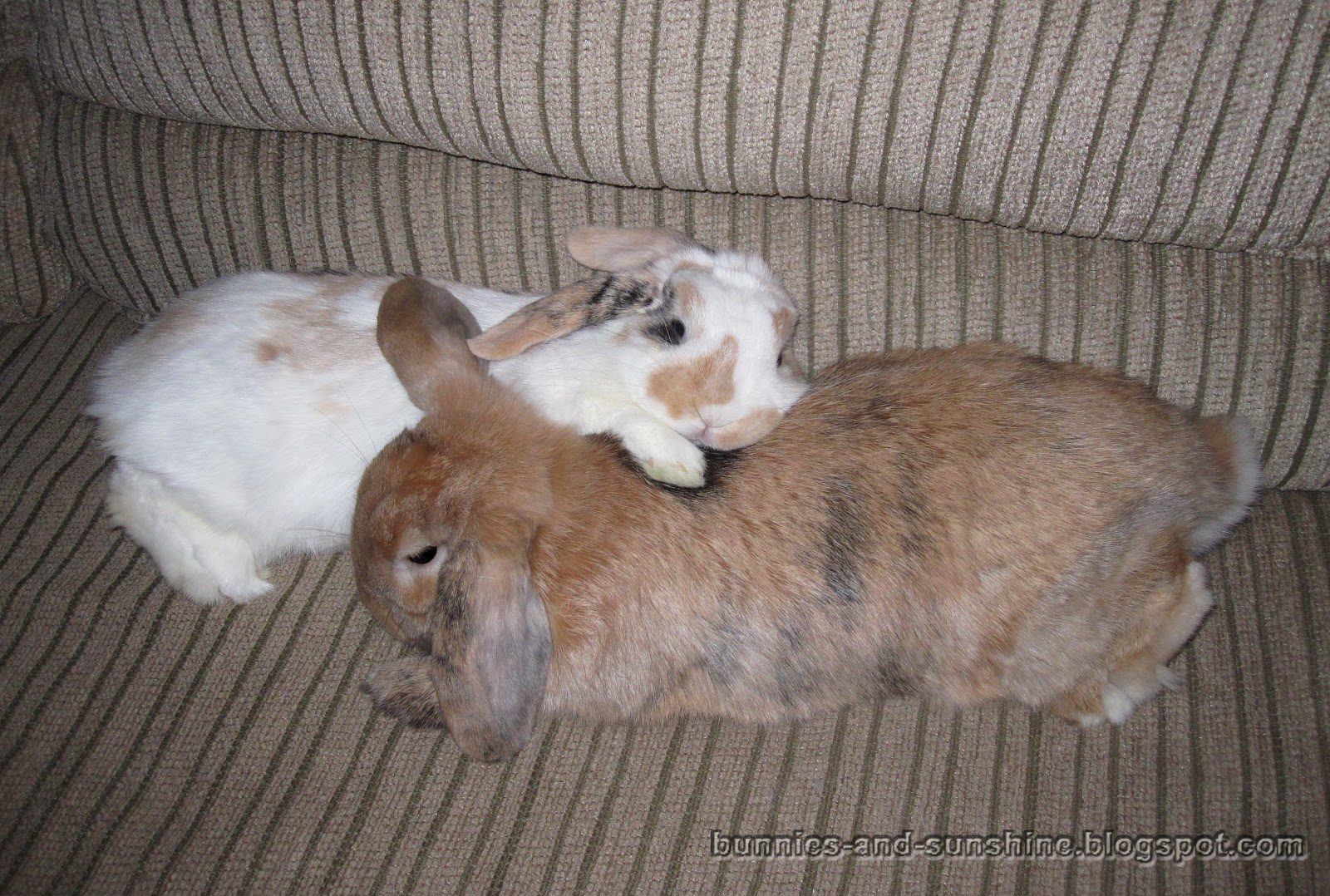 Bunnies and Sunshine: February 2013