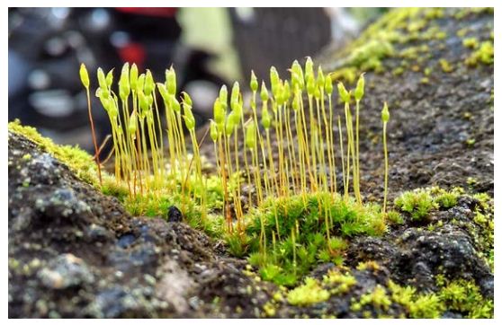 Pengertian Tumbuhan Tak Berpembuluh (Nonvascular Plants)