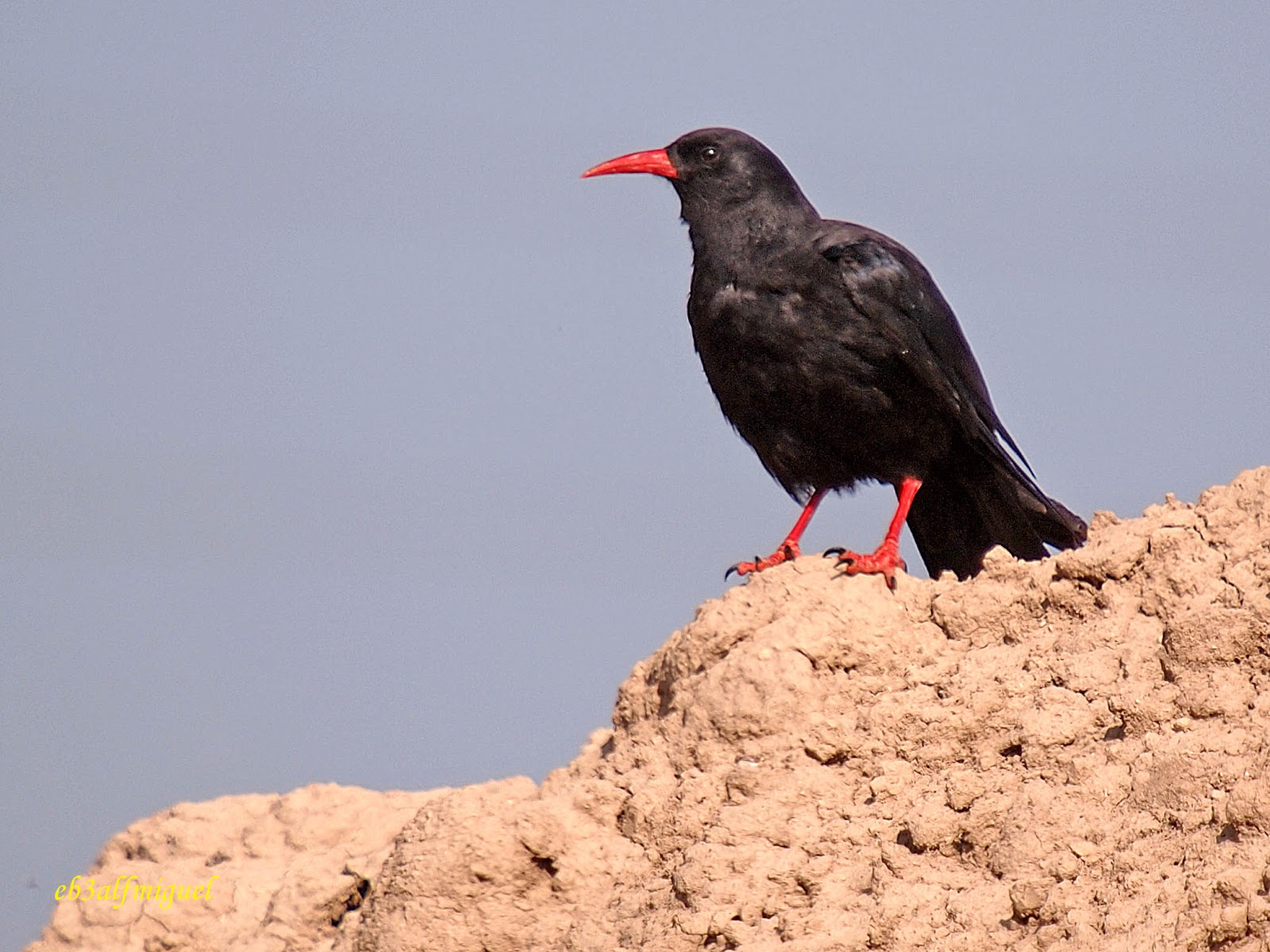 MIS AMIGAS LAS AVES: Chova piquirroja (Pyrrhocorax pyrrhocorax)