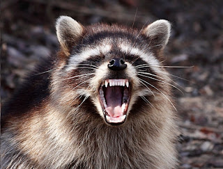 Animals Classifications: Raccoon Classification