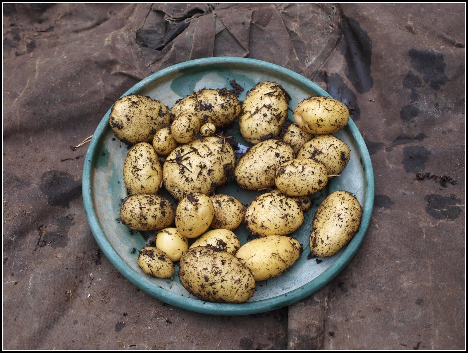 Mark's Veg Plot: Blight-resistant potatoes
