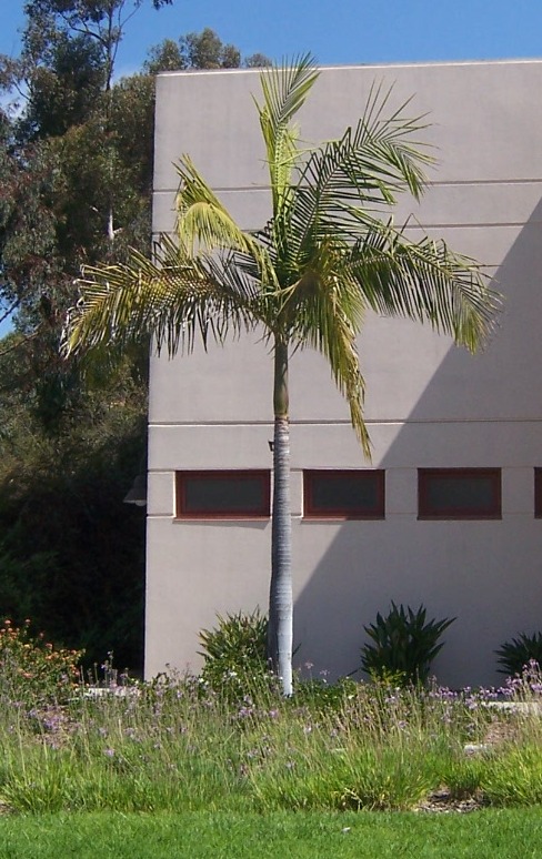 The 2 Minute Gardener: Photo - King Palm (Archontophoenix cunninghamiana)