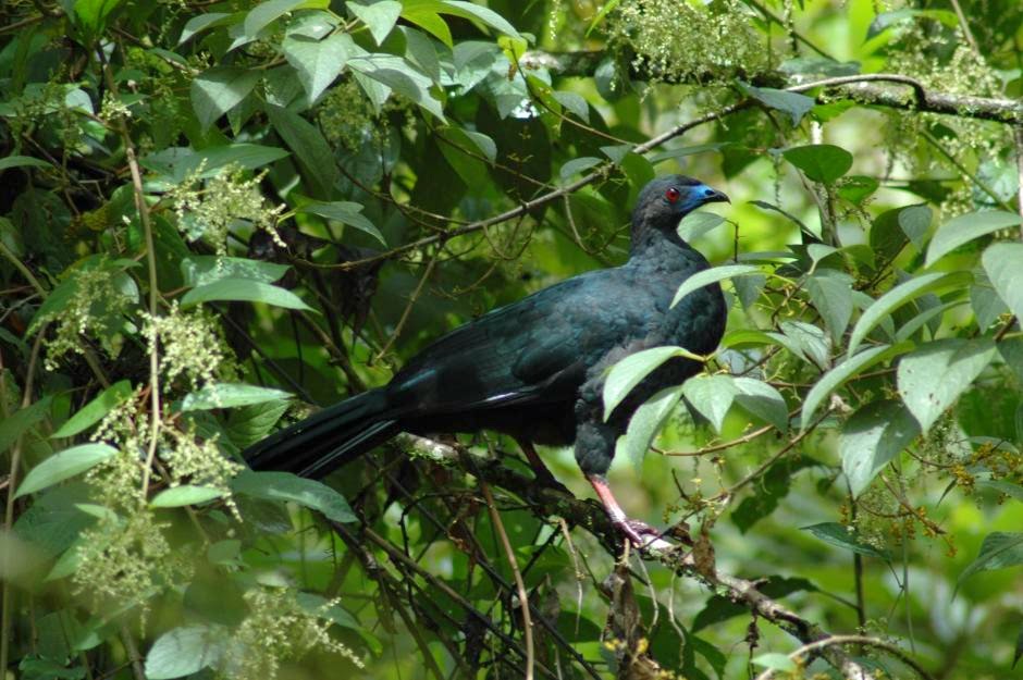 Tierra de pavos, francolines, faisanes y perdices: Pava negra ...