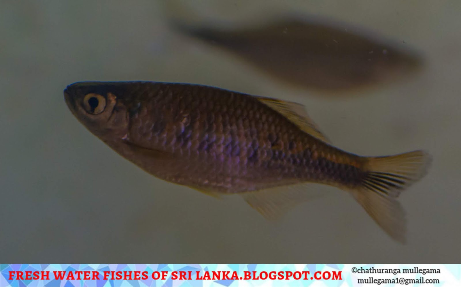 Barred danio/ Pathirana salaya (Danio pathirana) | FRESHWATER FISHES OF ...