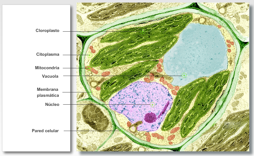 Quinto grado 2017: CÉLULA VEGETAL