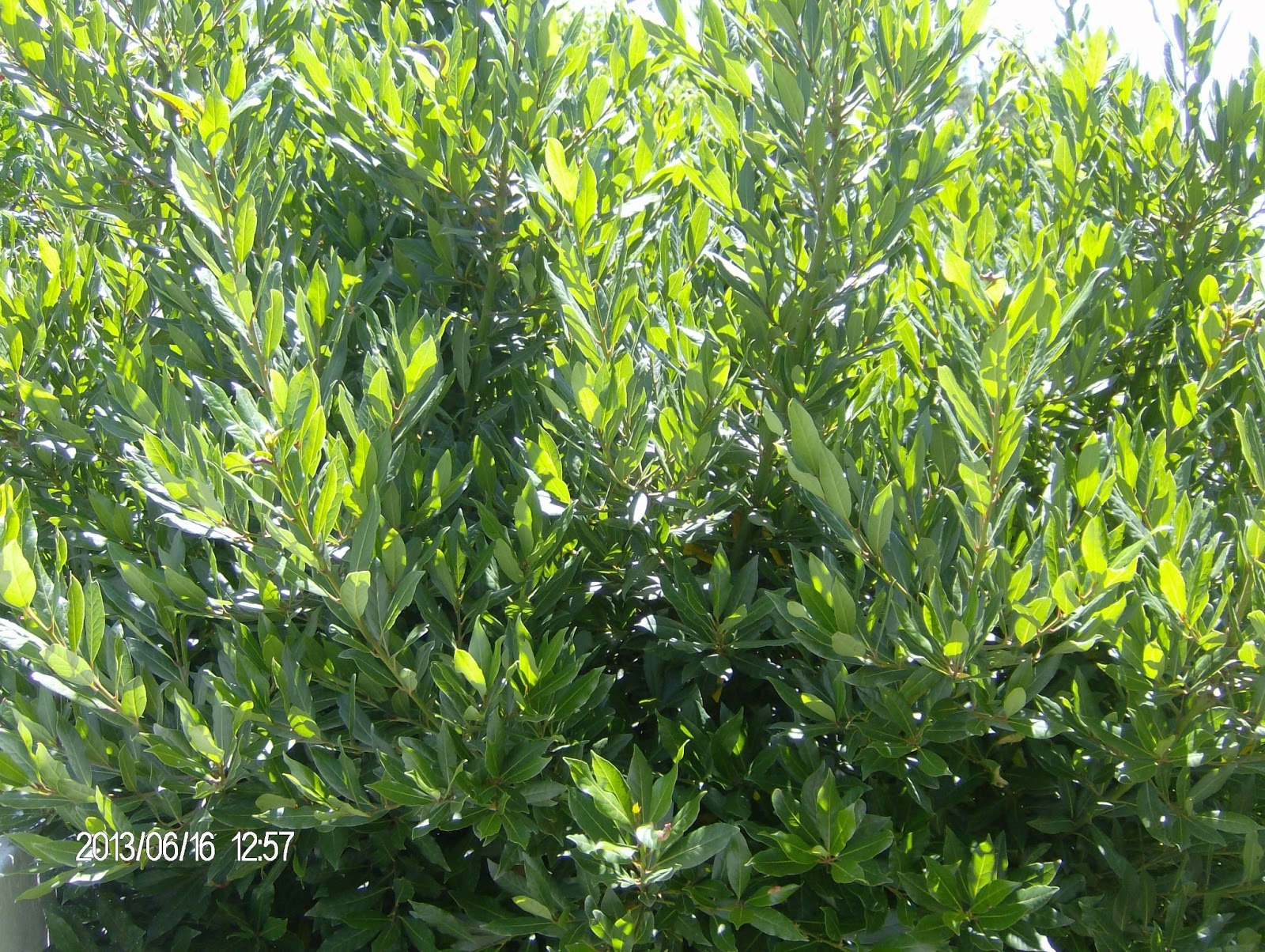 A HORTA DO JOÃO: Loureiro