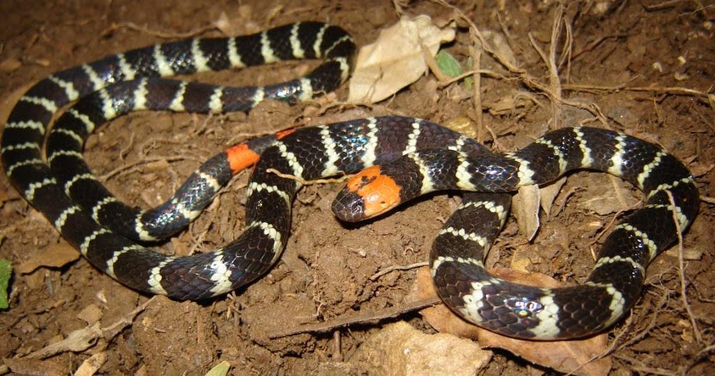 Ofidico: Micrurus Mipartitus