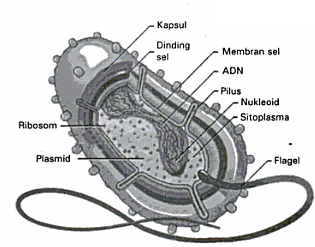 Biology Teacher: BAKTERI