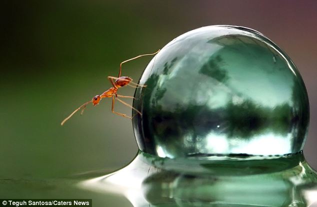 The ant who uses his marbles to scale giant green bubble that just won ...
