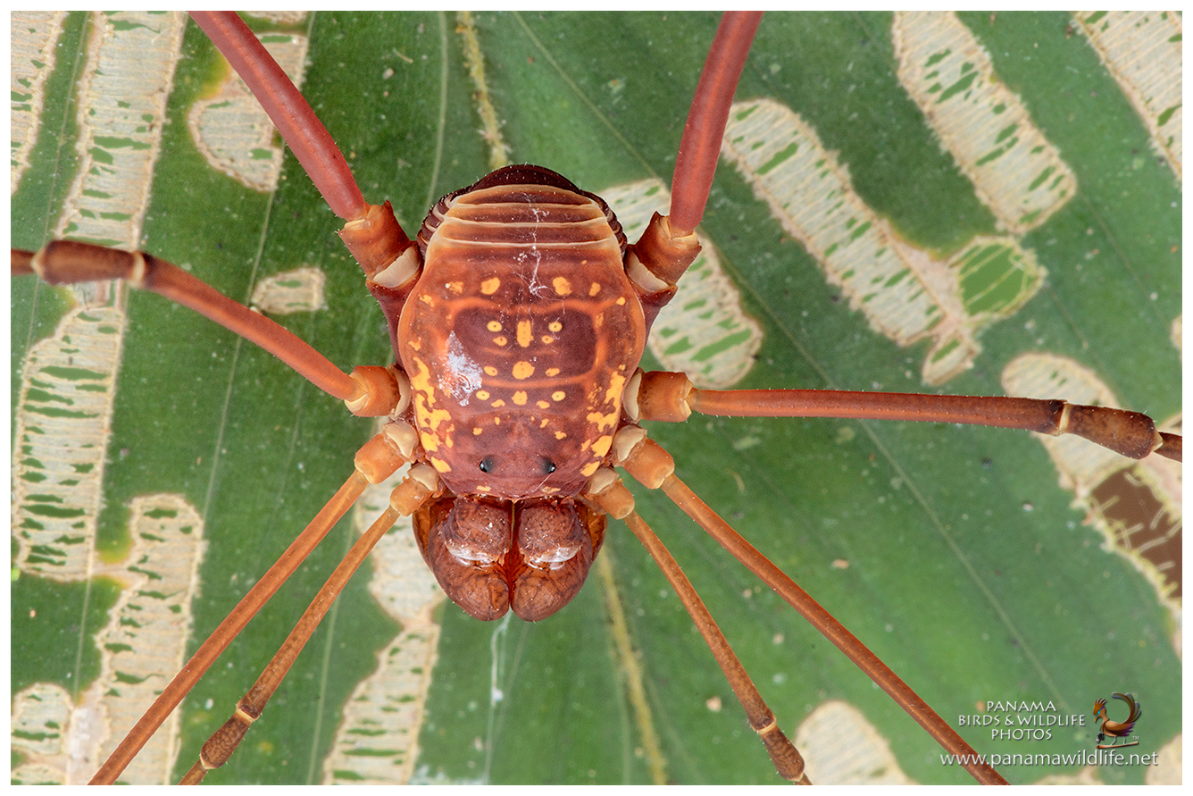 Nocturnal Macro-Adventure’s hidden gems