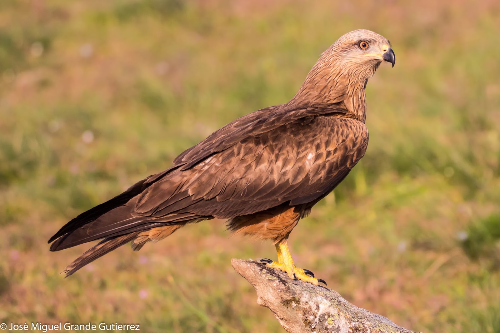 AVES DEL CIELO - BIRDS OF HEAVEN: milano negro (Milvus migrans)-Black kite