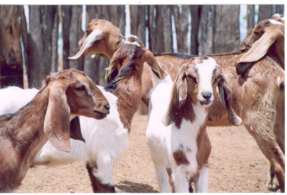 CRIAÇÃO DE ANIMAIS: Importância Econômica de Caprinos e Ovinos de Corte