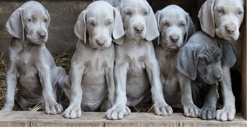 TIPS PARA MASCOTAS: Perros Weimaraner. CLÍNICA VETERINARIA DEL BOSQUE
