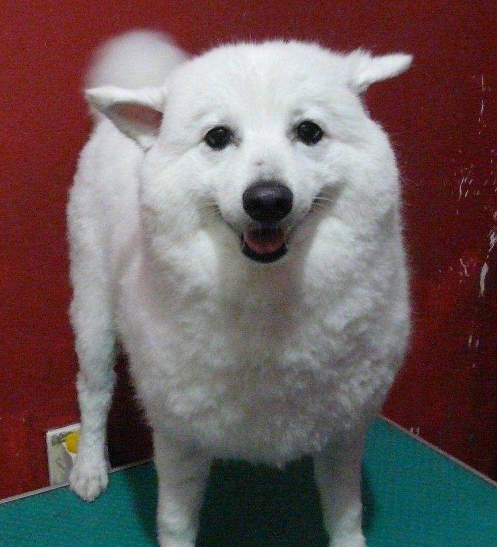 Paupetgroom: Samoyed + Japanese Spitz