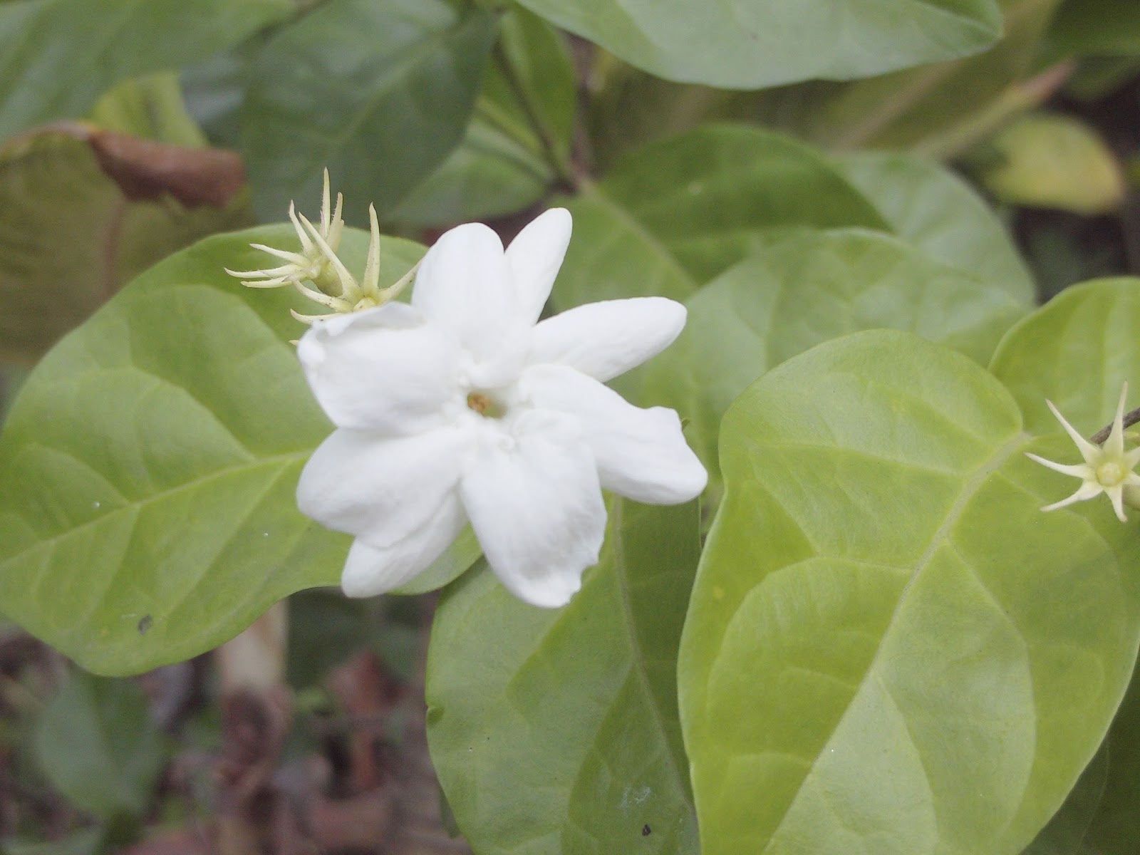 Perkebunan di Nusantara: Lihat kebunku penuh dengan Bunga