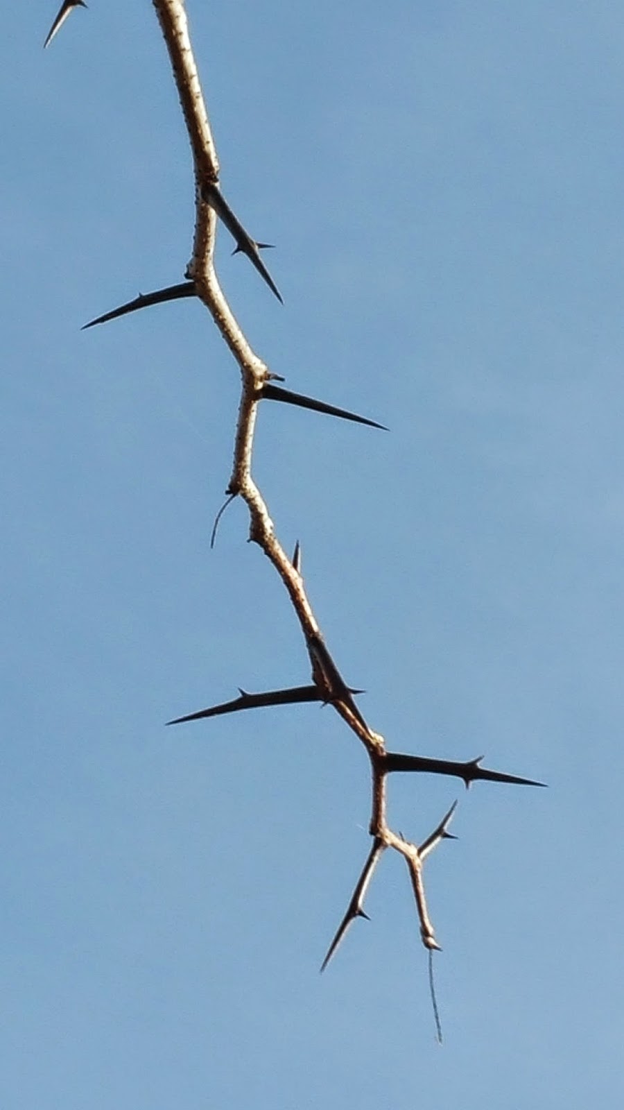 Black Locust Tree Thorns