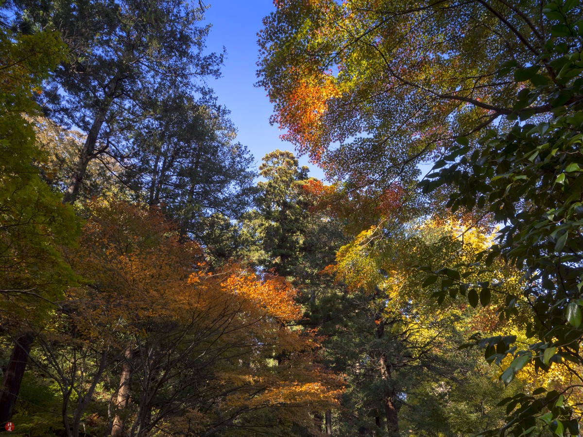 FROM THE GARDEN OF ZEN: Autumn grove: Tokei-ji