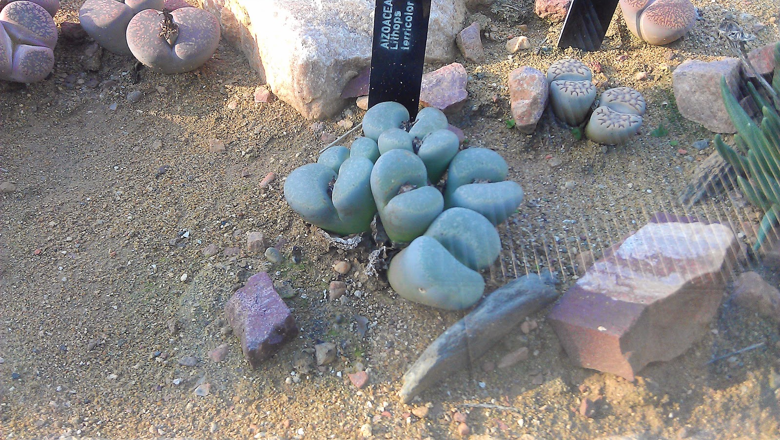 Gourmet Gardening: Lithops and iguanas at Kew Gardens