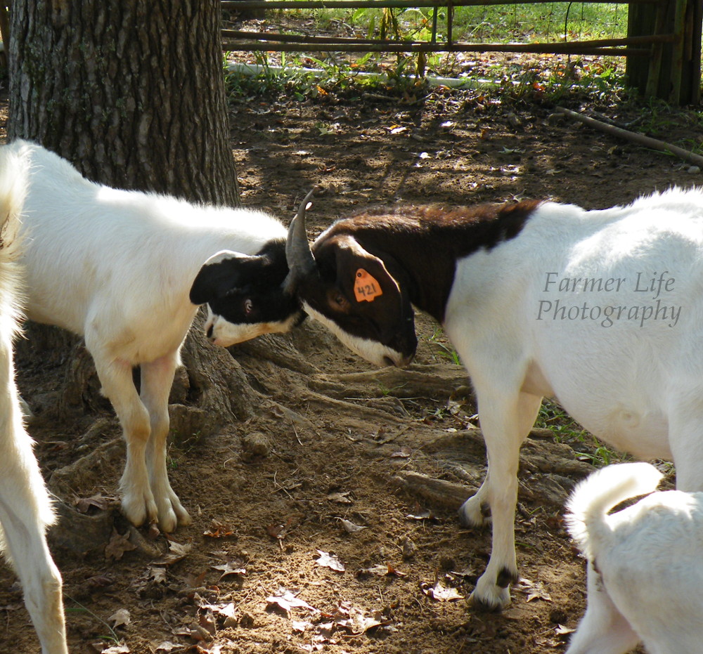 Living A Farmer's Life: Goat Graduation