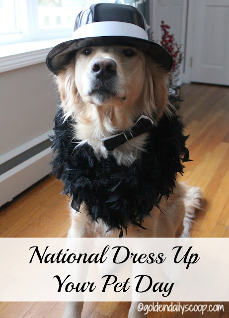 National Dress Up Your Pet Day January 14, 2016