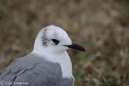 Rick Simpson Birding: Some American Gulls