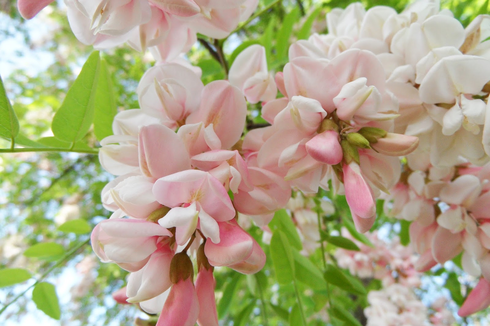 Iulisa: Copacul cu ciorchini de flori