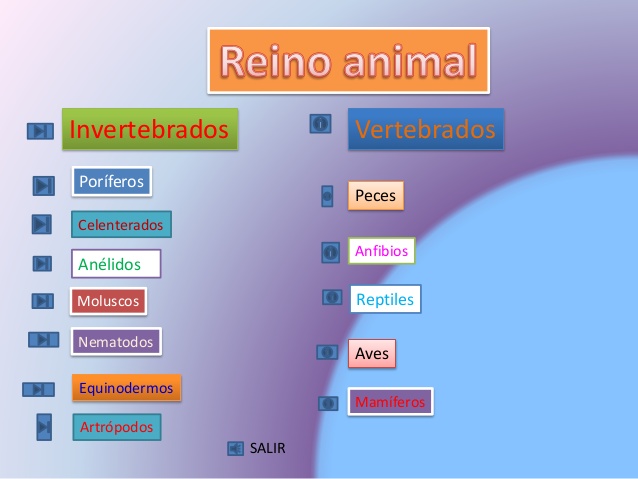 Ciencia al Dia: REINO ANIMAL CLASIFICACION