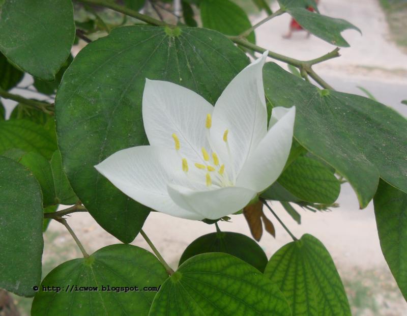 Shet Kanchon Ful(শ্বেত কাঞ্চন ফুল) - Bauhinia acuminata