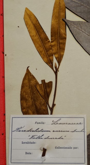 Jacques Huber and the Amazonian Botany: Plant collections