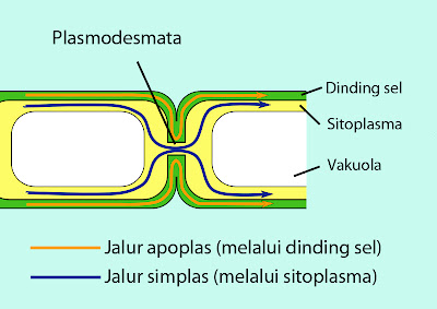 biojojo: Apoplas dan Simplas