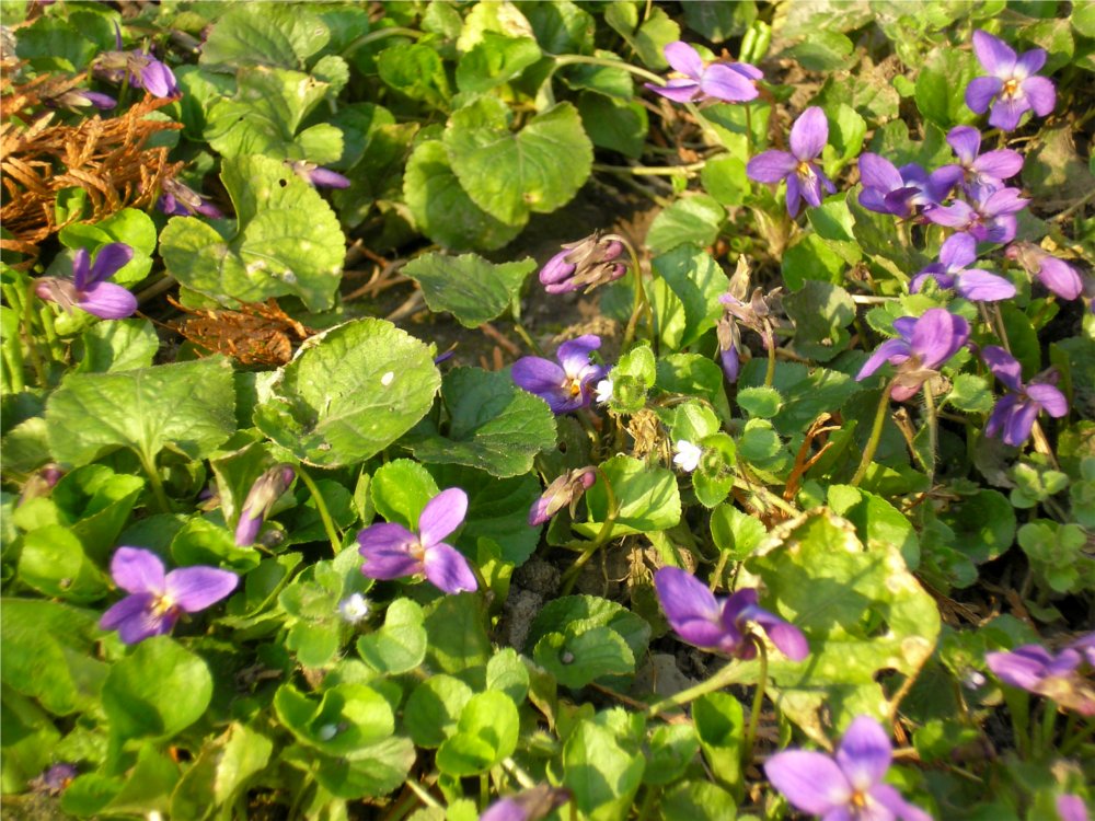 Csivitelés a rigófészekből...: Ibolya, ibolya...