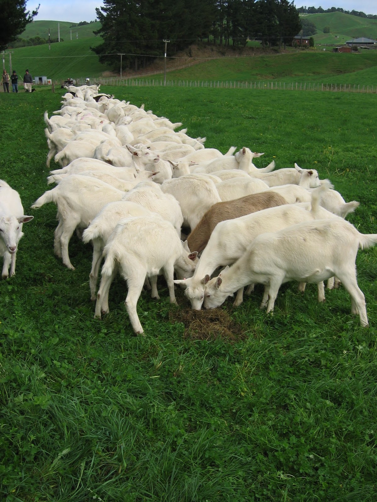 Woolshed 1: New Zealand farming. Goats – Glossary of terms.