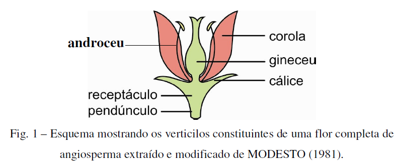 Ciências Biológicas: Morfologia Externa e Interna das Flores Típicas de ...