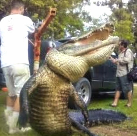 Inilah 10 Buaya Terbesar Di Dunia | Harian10