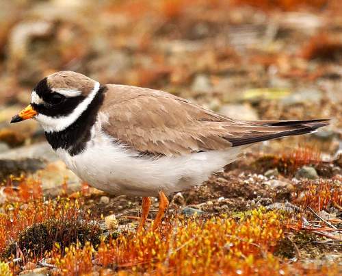 Common ringed plover | Birds of India | Bird World