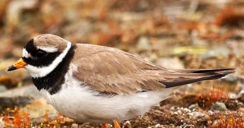 Common ringed plover | Birds of India | Bird World