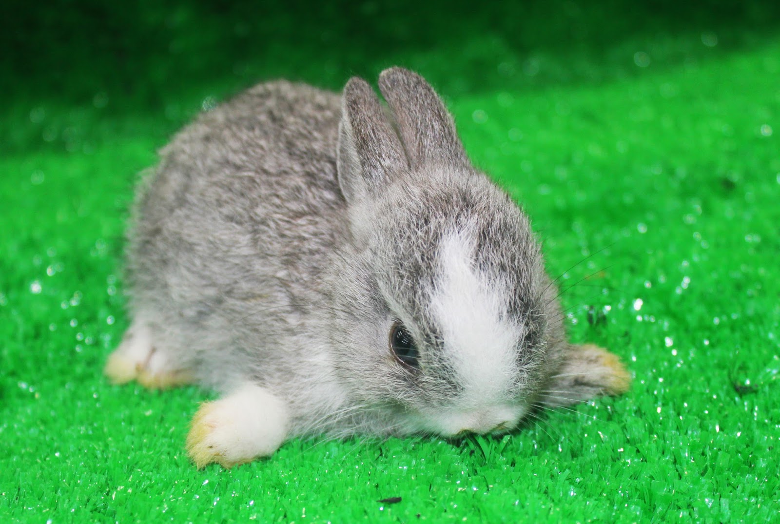 Thỏ minilop, lion head, netherland mới về hàng ~ Yahoo Pet Shop